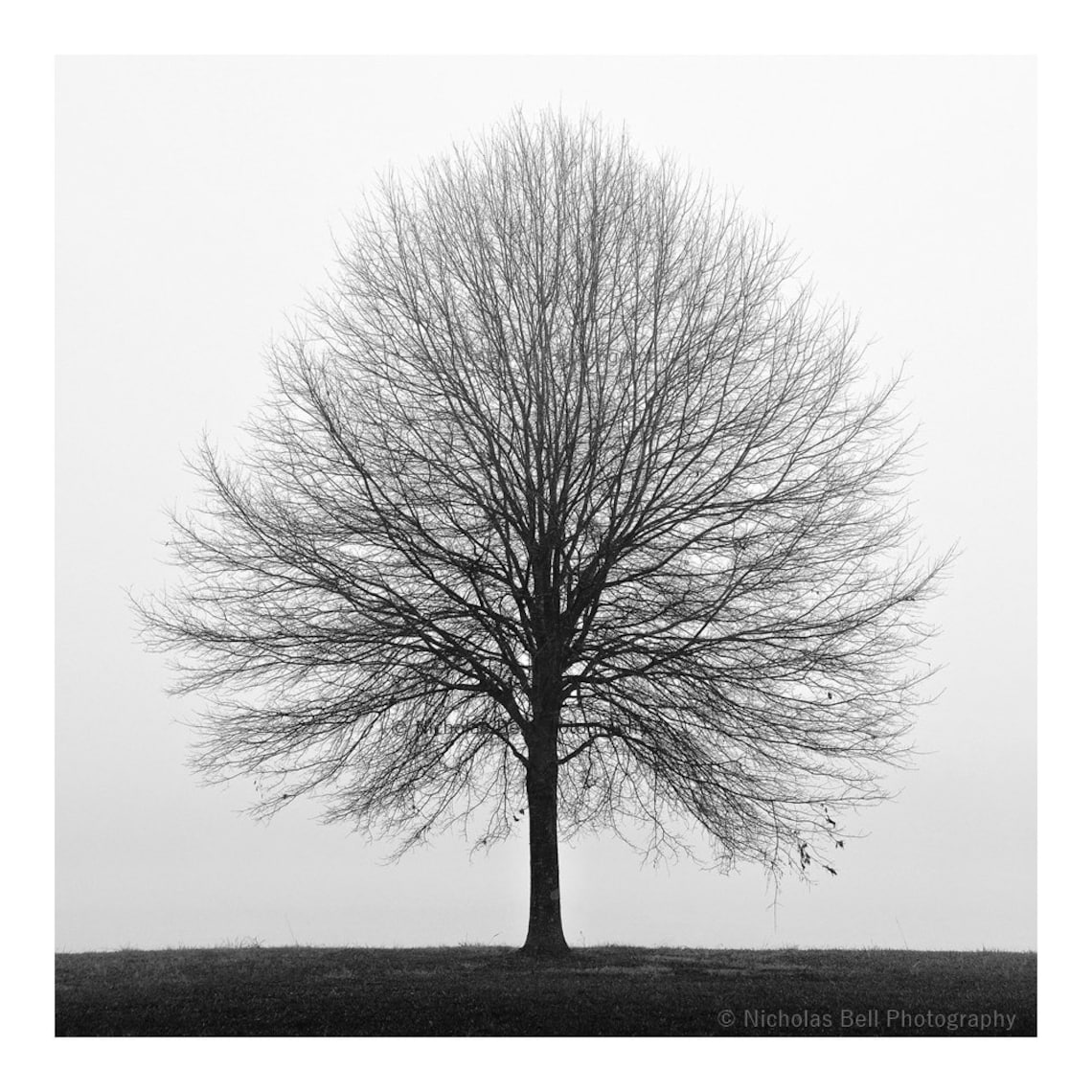 Black and White Photography Tree Photography Print Winter - Etsy