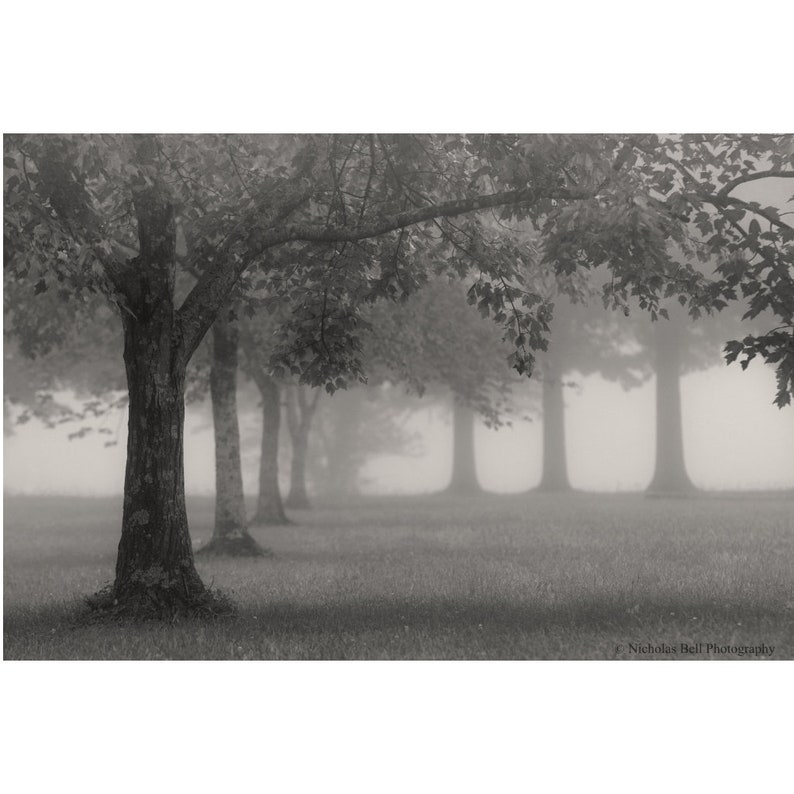Tree Photography, Black and White, Foggy, Landscape, Large Horizontal ...
