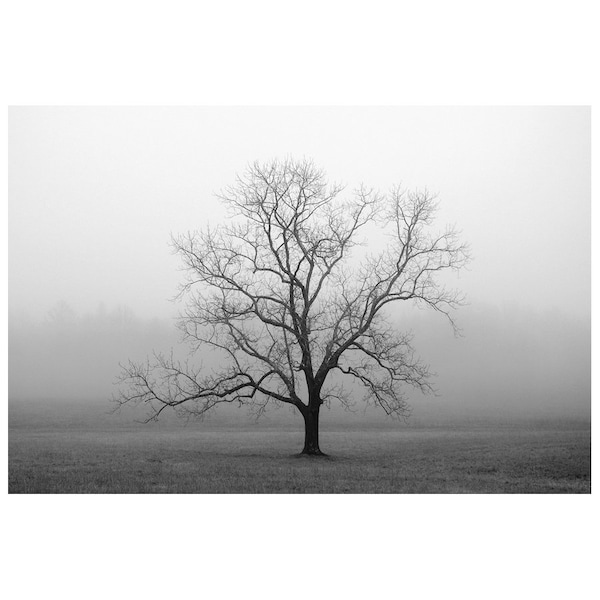 Tree in Fog - Etsy