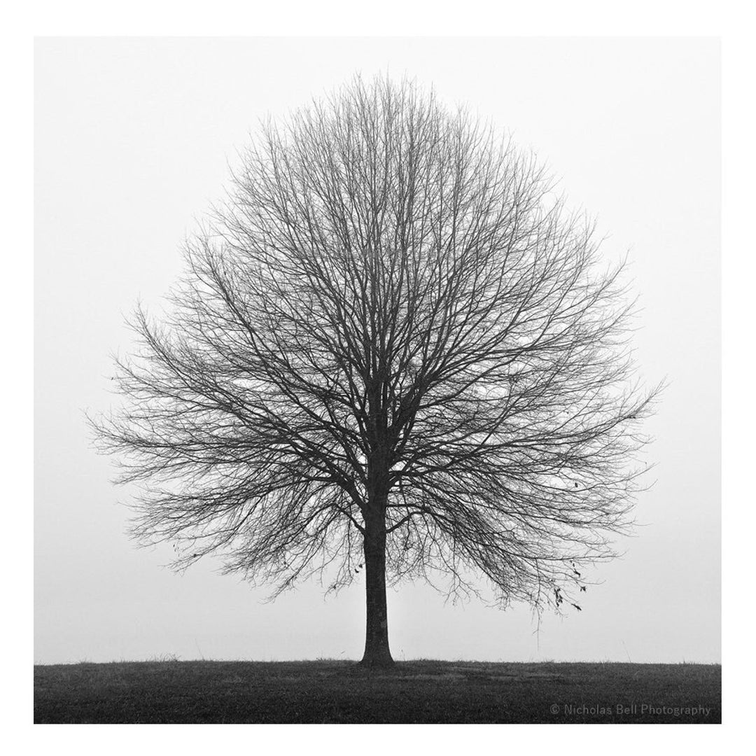 Black and White Photography, Tree Photography Print, Winter Photography ...