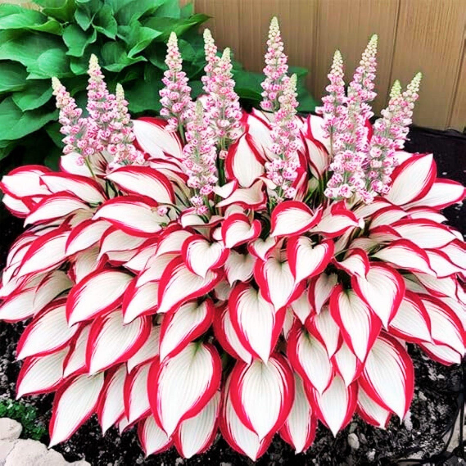 Candy Cane Coleus 25 Seeds – Variegated Foliage Plant - Etsy