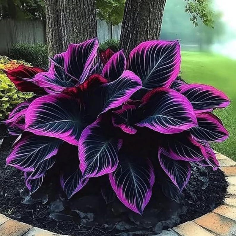 25 Purple Black Hosta Seeds | Shade Garden Perennial - Etsy