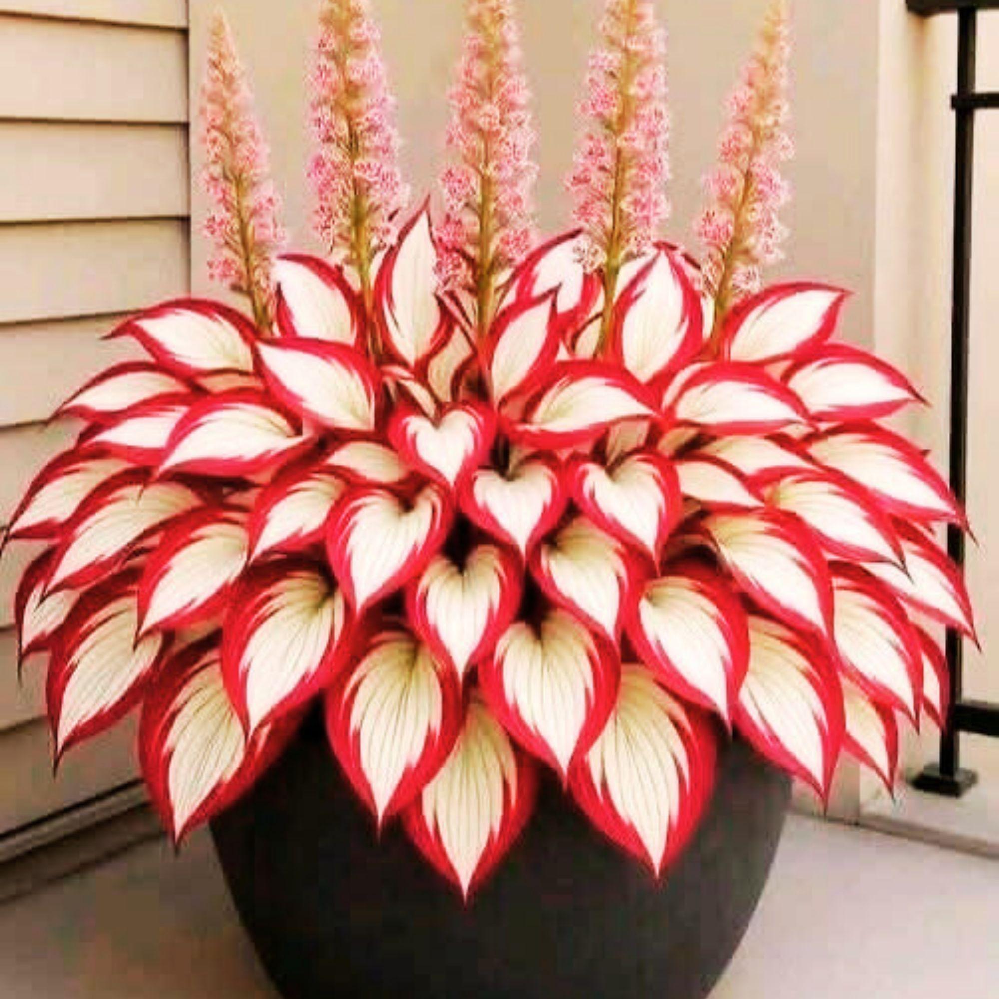 Candy Cane Coleus 25 Seeds – Variegated Foliage Plant - Etsy