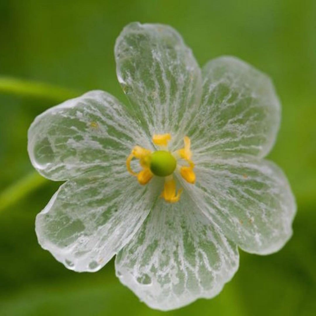 Diphylleia Grayi Seeds Skeleton Flower Plant for Garden - Etsy