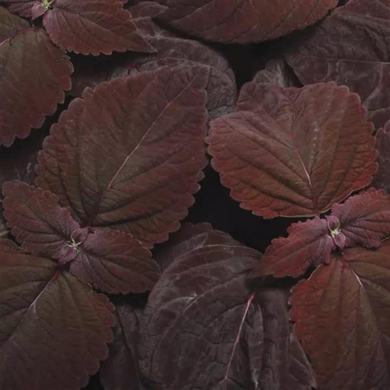Dark Chocolate Coleus Seeds – Sun Tolerant Foliage Plant - Etsy