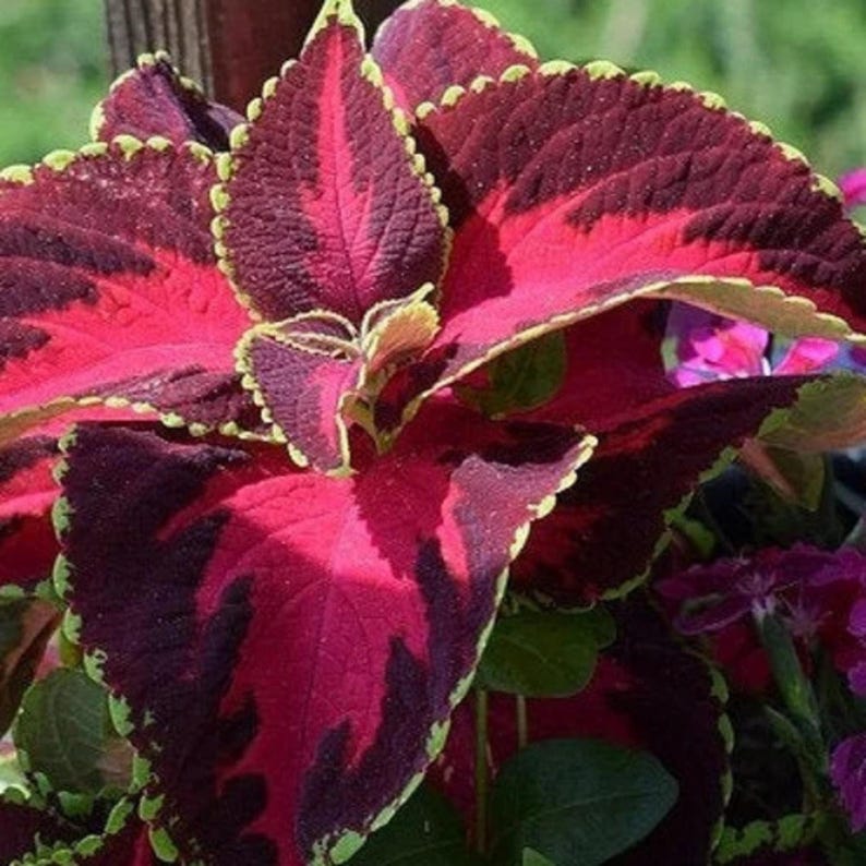Chocolate Covered Cherry Coleus Seeds – Sun Foliage Plant - Etsy