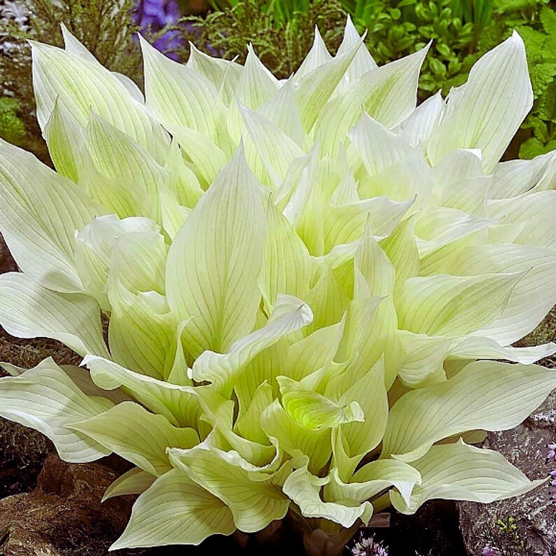 Hosta Seeds for Planting White and Light Green Foliage Shade Garden - Etsy