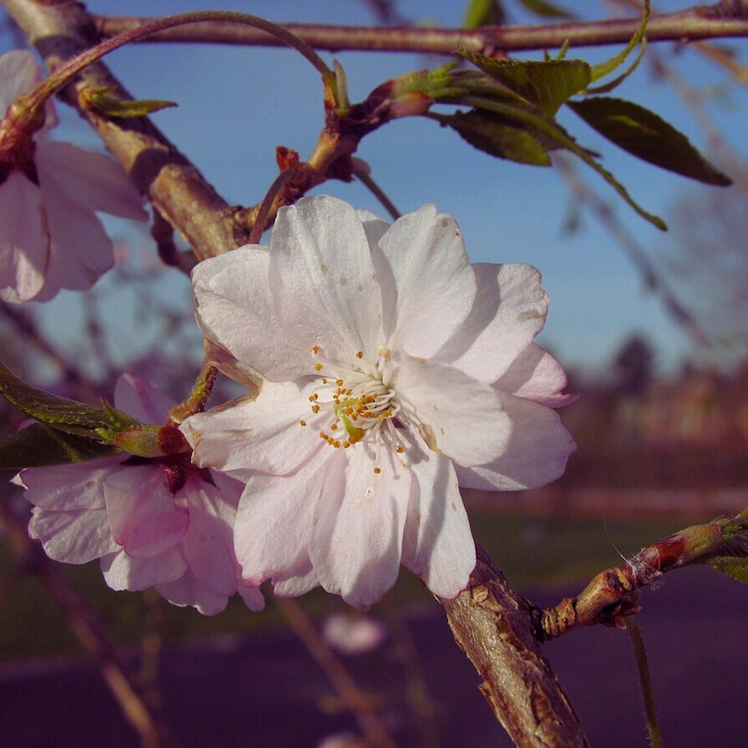 Weeping Higan Cherry Tree Seeds Prunus Subhirtella Pendula - Etsy