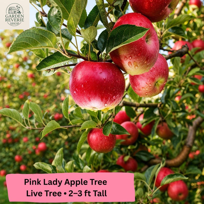 Pink Lady Apple Tree Live Plant – Malus Domestica 2–3 Ft Bare Root - Etsy