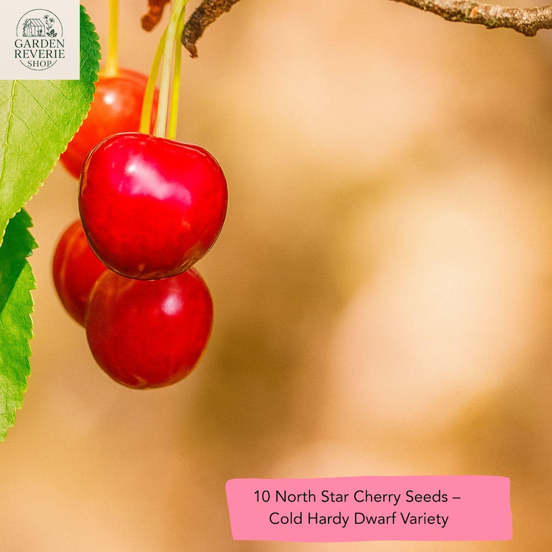 10 North Star Cherry Seeds – Cold Hardy Dwarf Cherry Tree, Compact ...
