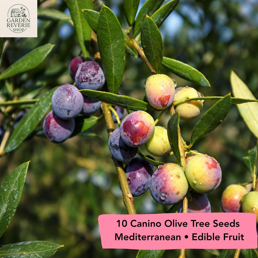 10 Canino Olive Tree Seeds, Mediterranean Evergreen Fruit Tree, Olea ...