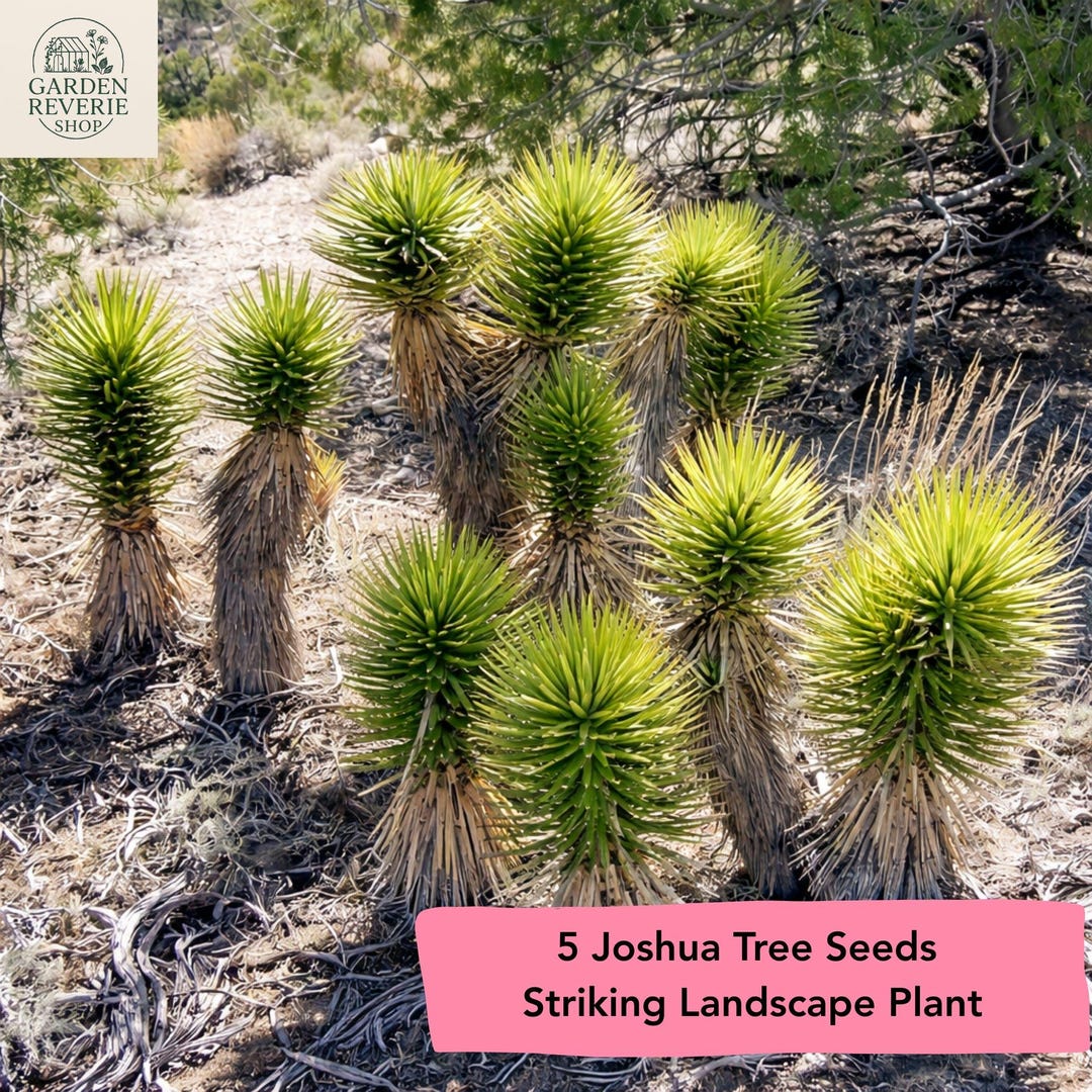 5 Joshua Tree Seeds, Desert Yucca Plant, Yucca Brevifolia Native Tree ...