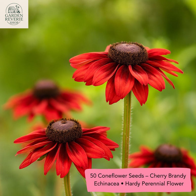 Cherry Brandy Coneflower Seeds: Deep Red Echinacea Purpurea, Pollinator ...