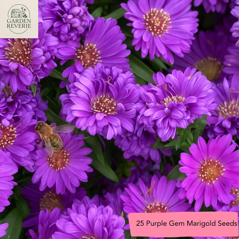 25 Purple Marigold Seeds | Rare Heirloom Flowers | Cottage Garden Color ...