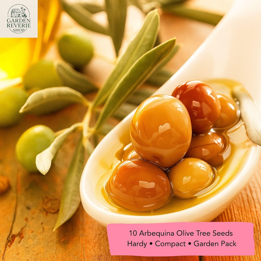10 Arbequina Olive Seeds, Spanish Heirloom Variety, Mediterranean ...