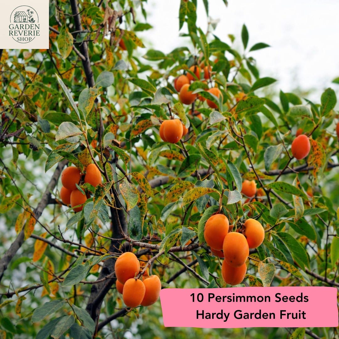 10 Japanese Persimmon Tree Seeds, Ornamental Fruit Tree, Cold Hardy ...