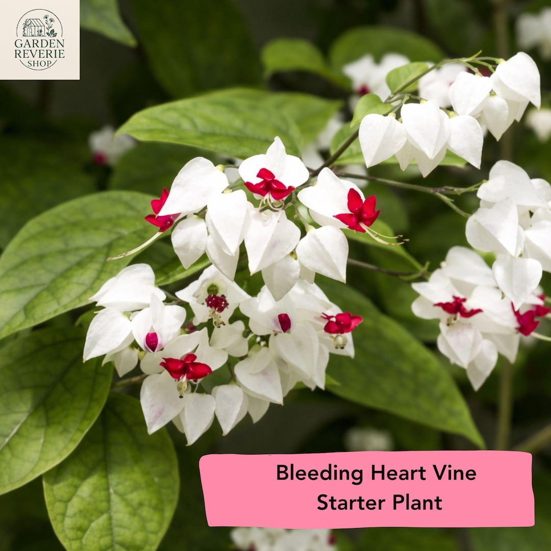 Bleeding Heart Vine Starter Plant – Clerodendrum Thomsoniae – Rooted ...