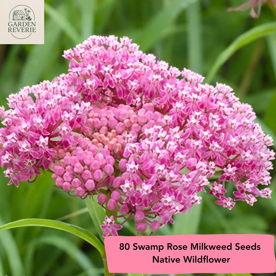 80 Swamp Rose Milkweed Seeds, Native Perennial Flower, Non GMO - Etsy