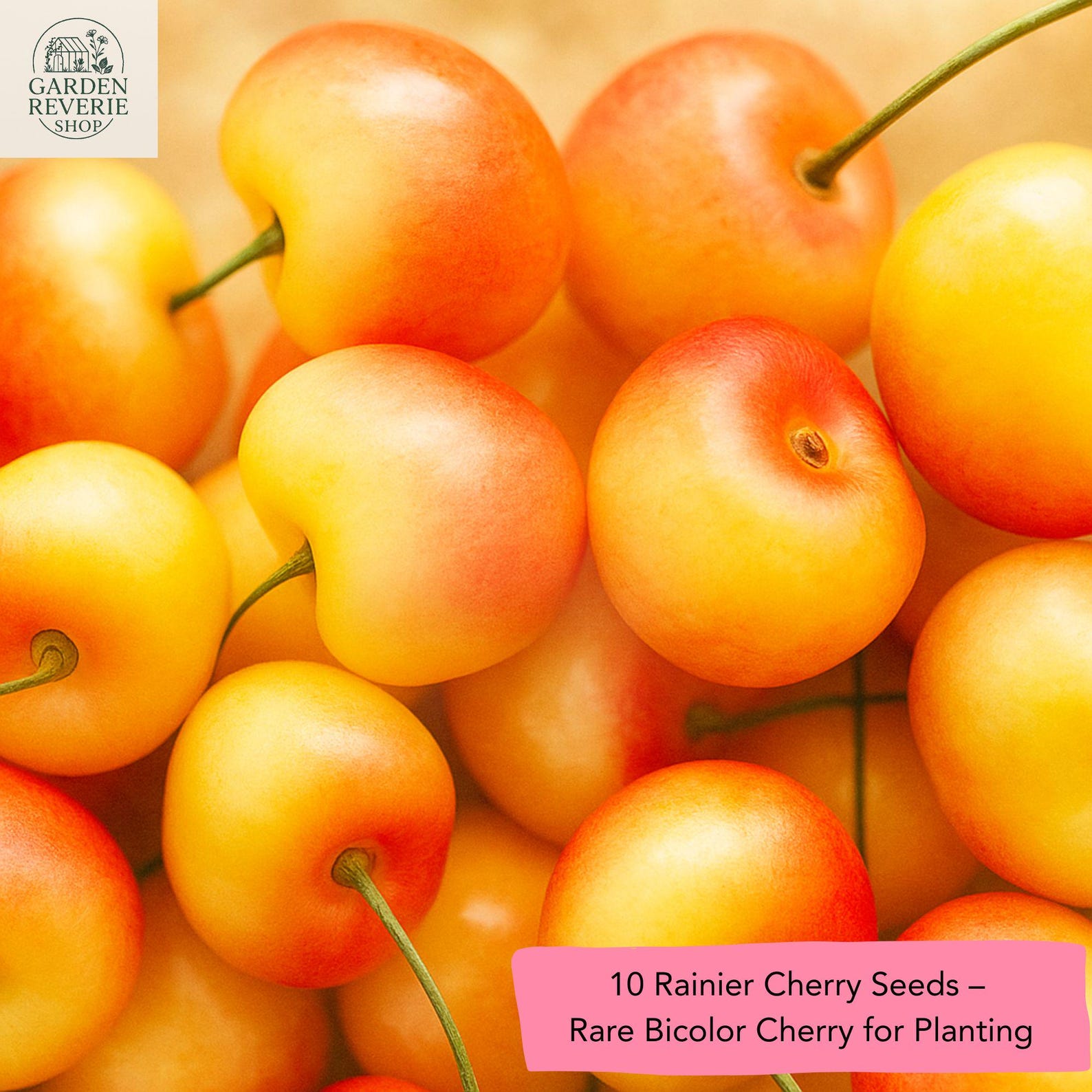 10 Rainier Cherry Seeds – Rare Bicolor Yellow-red Fruit Tree - Etsy