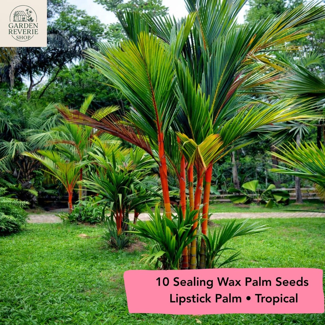 10 Red Sealing Wax Palm Seeds, Lipstick Palm Houseplant, Cyrtostachys ...
