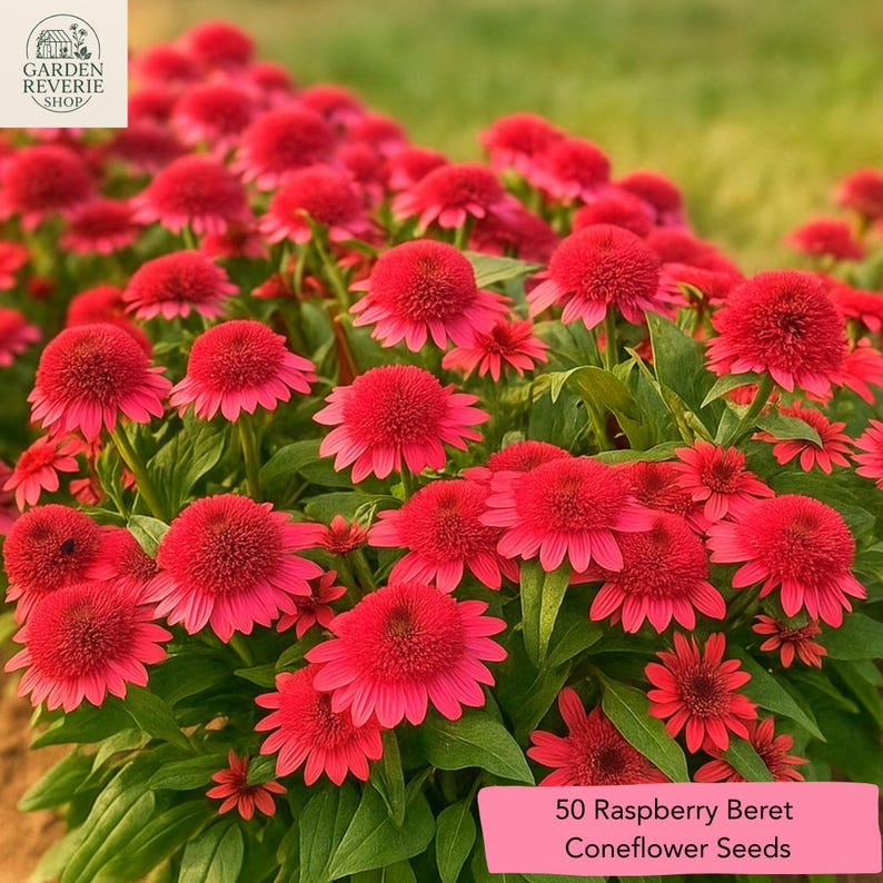 50 Raspberry Beret Echinacea Seeds, Pink-red Coneflower, Perennial ...