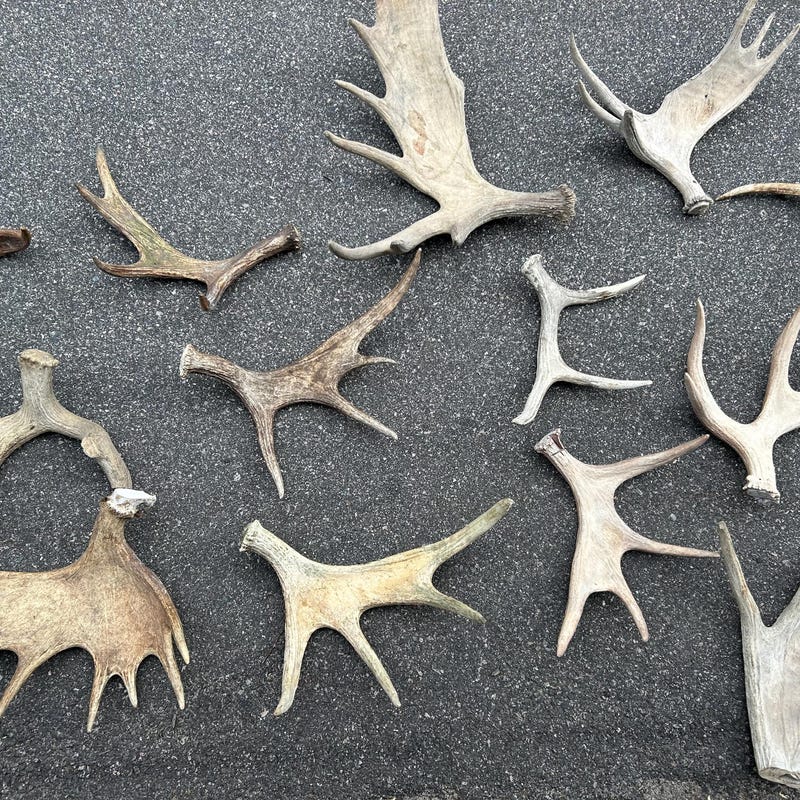 Real Antler Moose Shed - Etsy