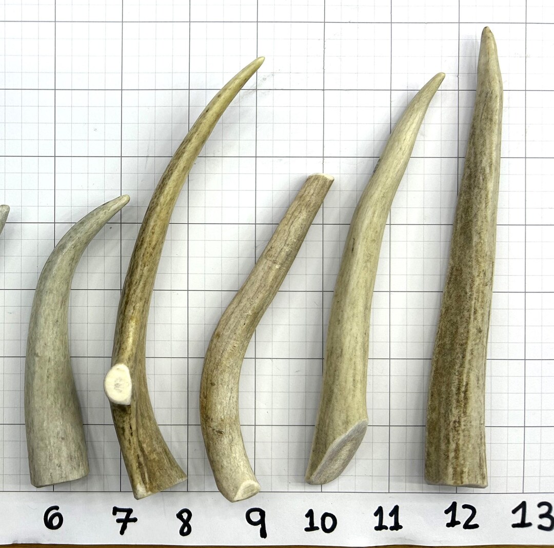 Grade A Whole Deer Antler 4–6 Inch | Premium Natural Shed Antlers | Dog ...
