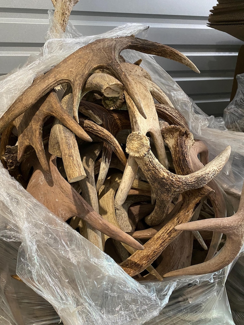 Moose Antler Scrap by the Pound • Craft Grade Antler Pieces for Carving ...