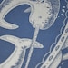 Narwhal - Unicorn of the Sea POSTER 12" X 18" Narwhale Narwhals Arctic ...