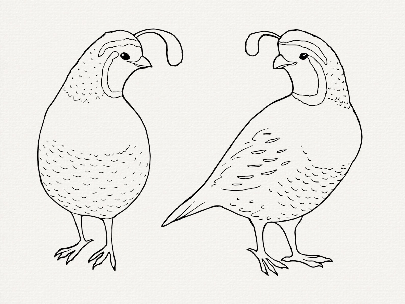 Quail Bird SVG, PNG Clipart, Quail Eggs, Line Art Illustration ...