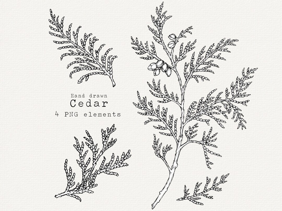 Cedar PNG Clip Art, Hand Drawn Cedar Tree Branch Illustration, Cedar ...