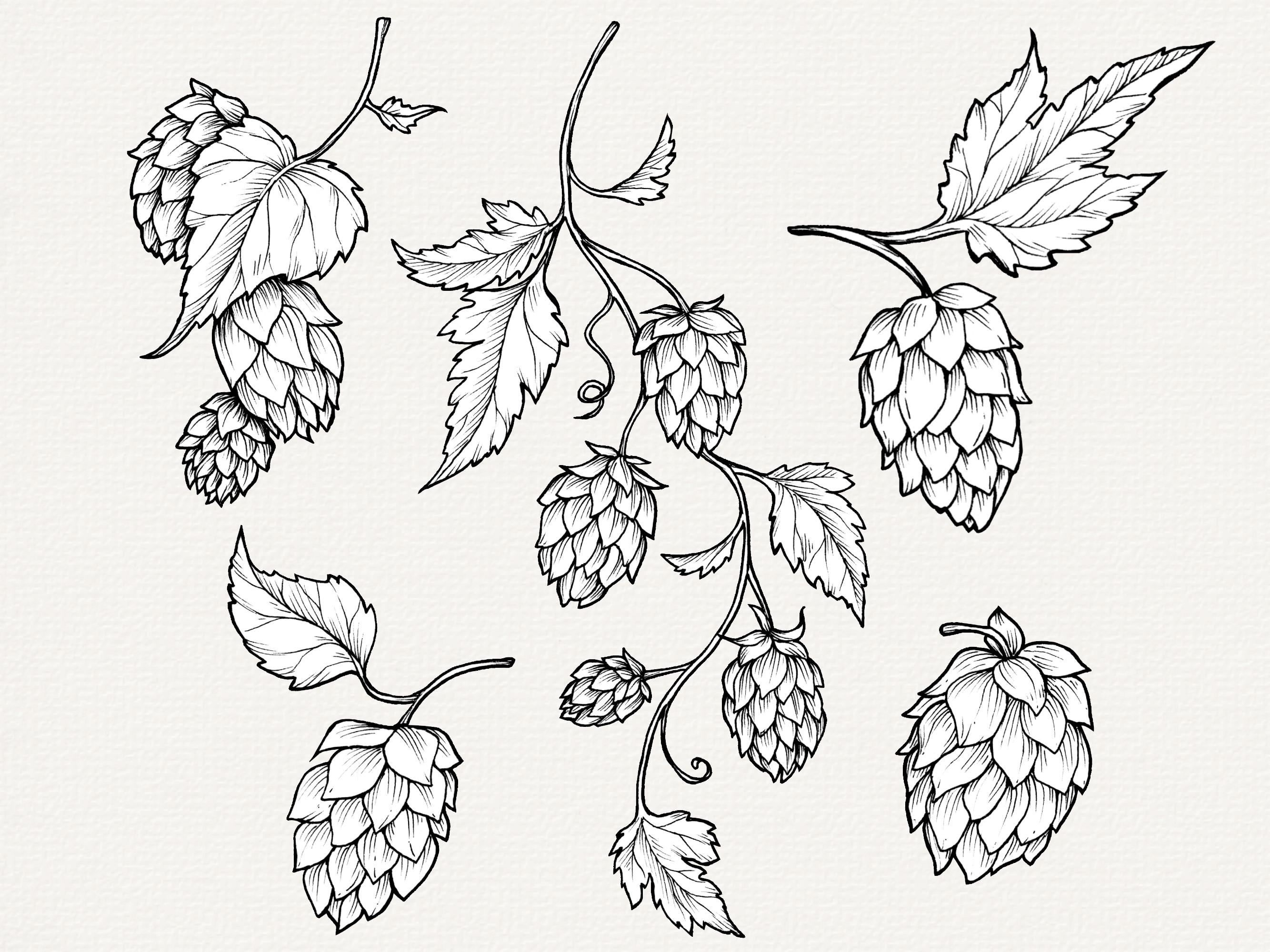 Hops Clipart - Botanical Line Art, Hop Vine, Beer Brewing Design ...