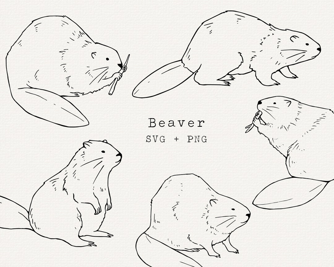 Beaver SVG Bundle, Beaver Illustration for Commercial Use, Cut File for ...