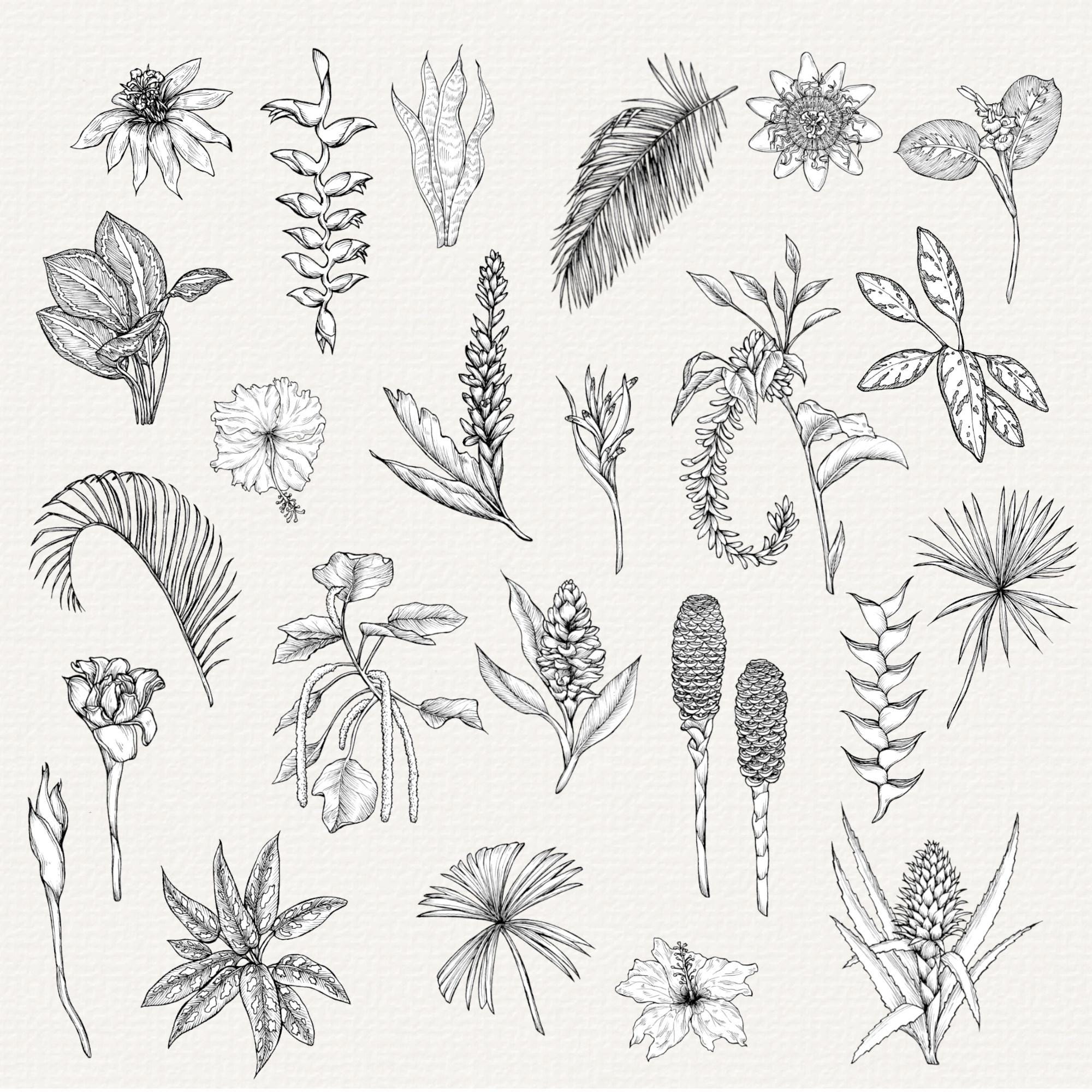 Costa Rica Plants PNG Clip Art, Hand Drawn Tropical Flower ...