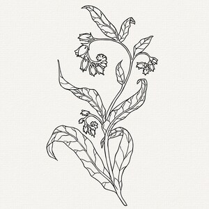 Comfrey SVG, Comfrey Clip Art, Herb Illustration, Botanical Line Art ...