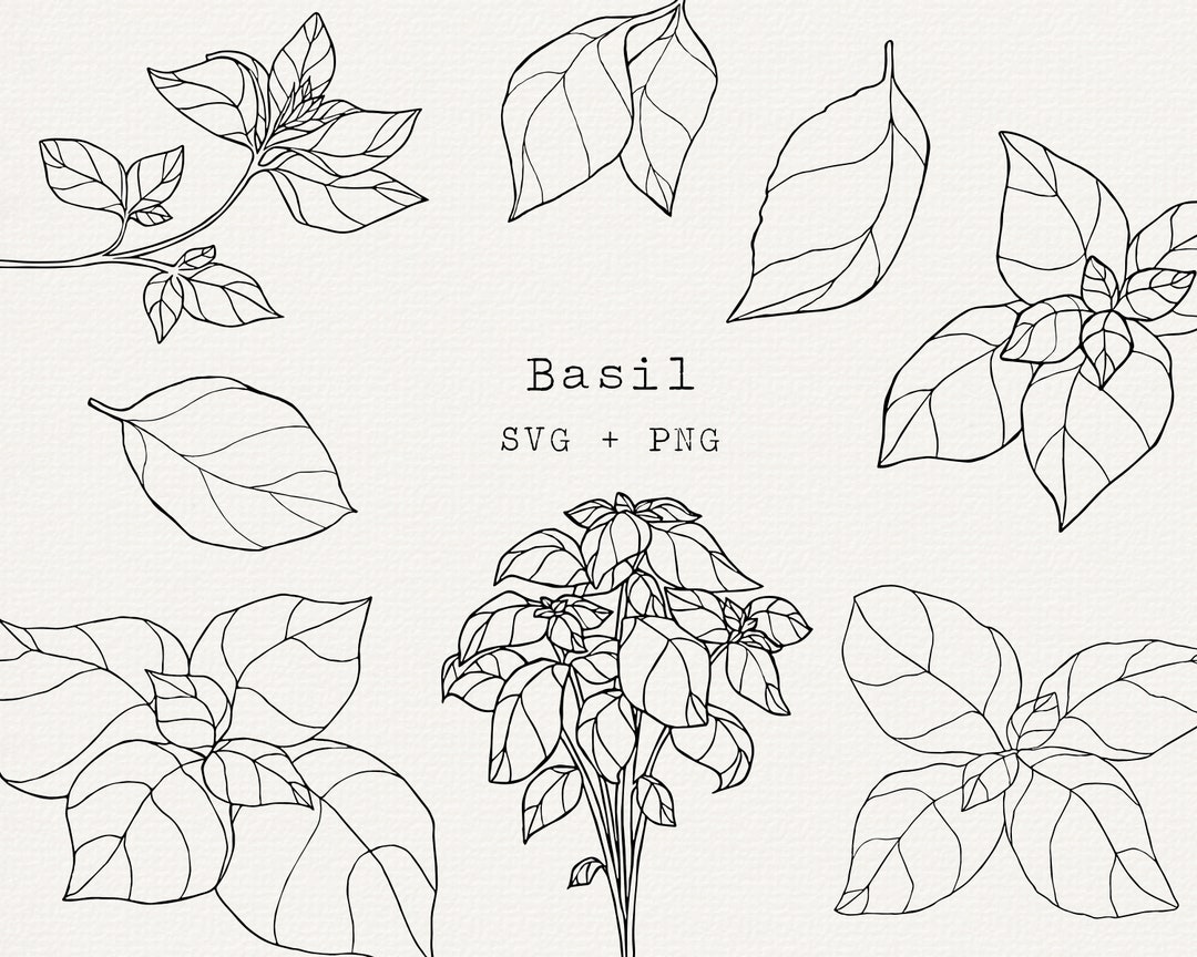 Basil SVG Clip Art, Commercial Use, Basil Plant Vector Illustration ...
