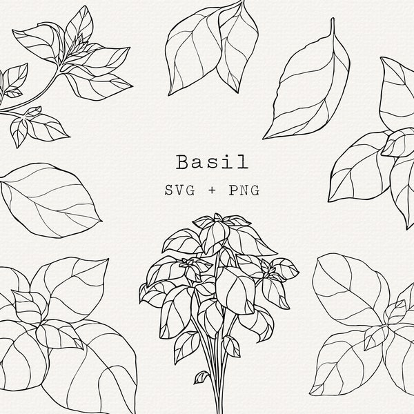 Basil Svg - Etsy