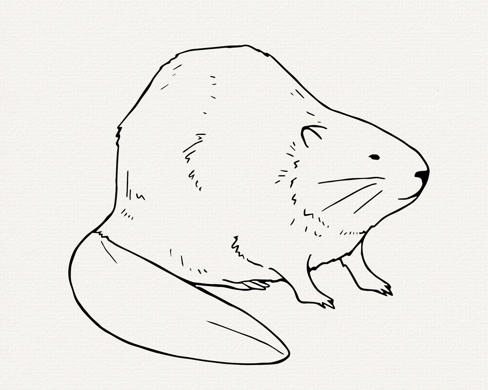 Beaver SVG Bundle, Hand-drawn Line Art (SVG, PNG) - Etsy