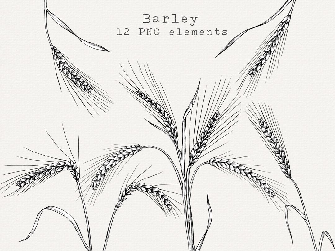 Barley Line Art, Botanical Illustration, Wheat Drawing - 12 PNG ...