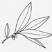 Bay Leaf SVG Clip Art, Commercial Use, Bay Plant Vector Illustration ...