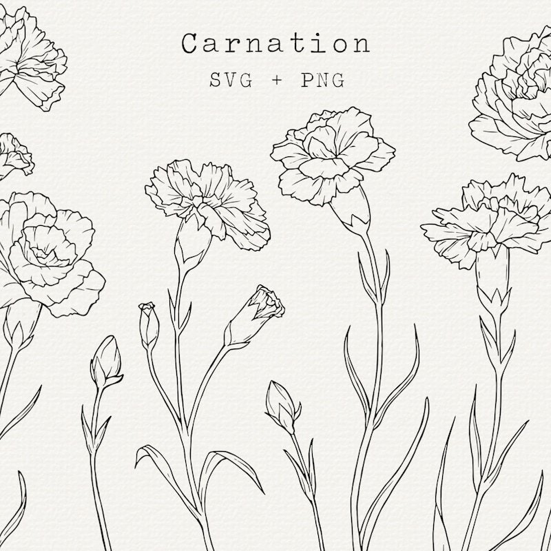 Carnation Line Drawings - Etsy