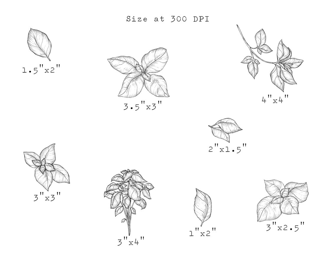 Basil Clipart, Hand Drawn Herb Illustration, Botanical PNG Elements for ...