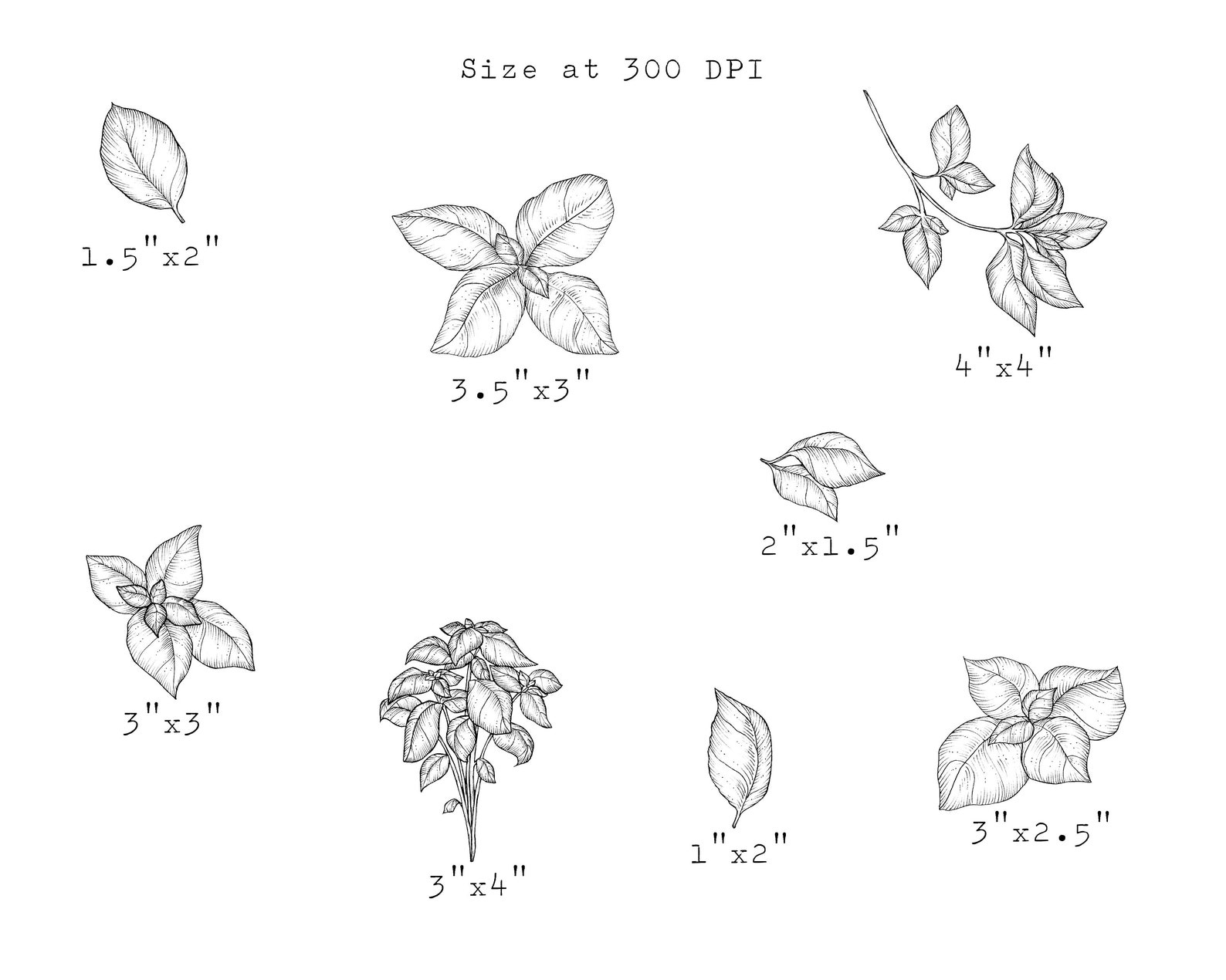 Basil PNG Clip Art Hand Drawn Illustration Herb Line Art - Etsy