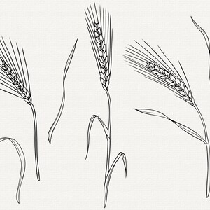 Barley SVG, Hand-drawn Barley Vector Clip Art, Simple Outline Drawing ...