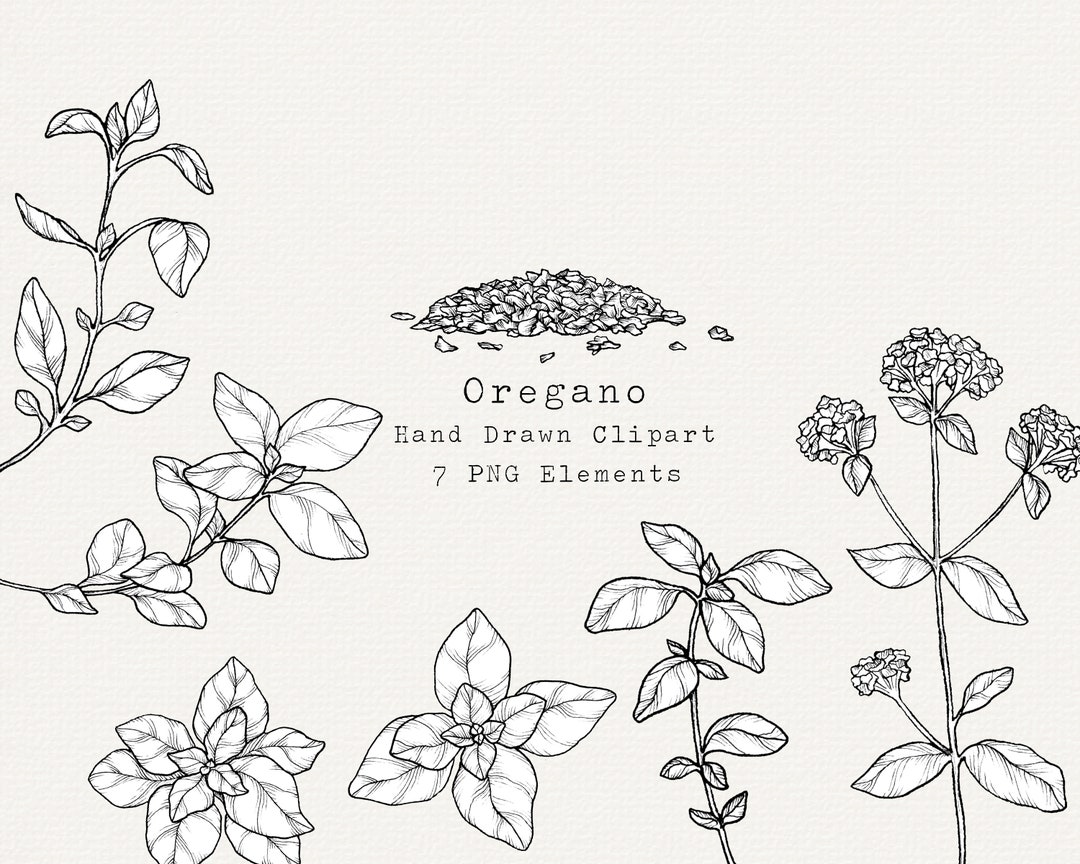 Oregano Leaf PNG Clip Art, Hand Drawn Illustration, Herb Line Art ...