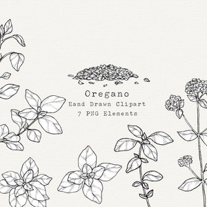 Oregano Leaf PNG Clip Art, Hand Drawn Illustration, Herb Line Art ...