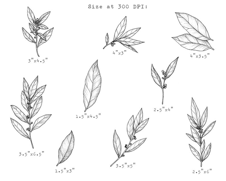 Bay Leaf PNG Clip Art Hand Drawn Illustration Herb Line Art - Etsy