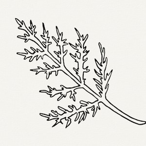 Yarrow SVG, Yarrow Herb Clip Art, Herbal Remedies Line Art, Wild ...