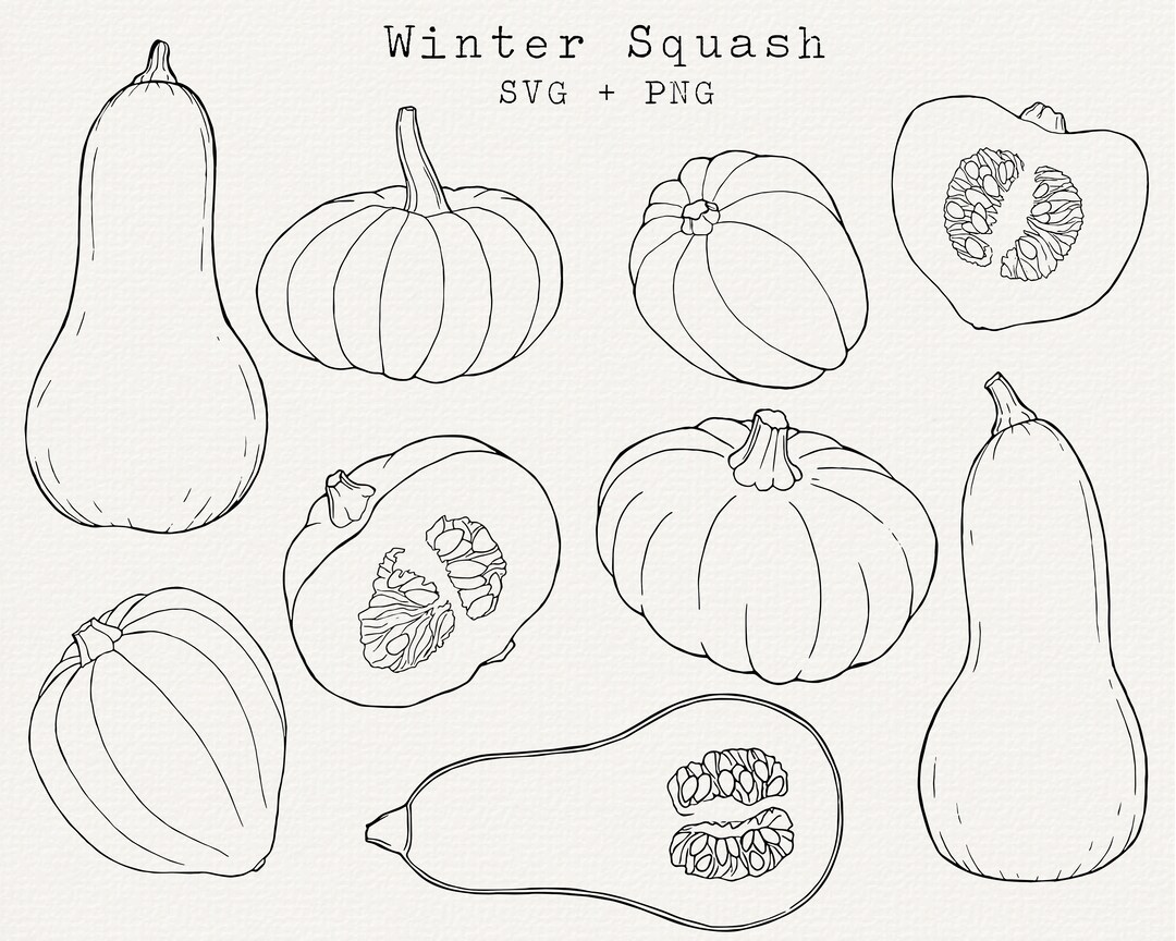 Squash SVG Bundle, Winter Squash Illustration, Acorn, Kabocha ...