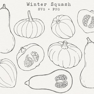 Squash SVG Bundle, Winter Squash Illustration, Acorn, Kabocha ...